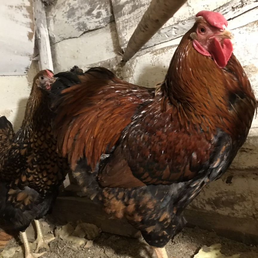 Семья Виандот