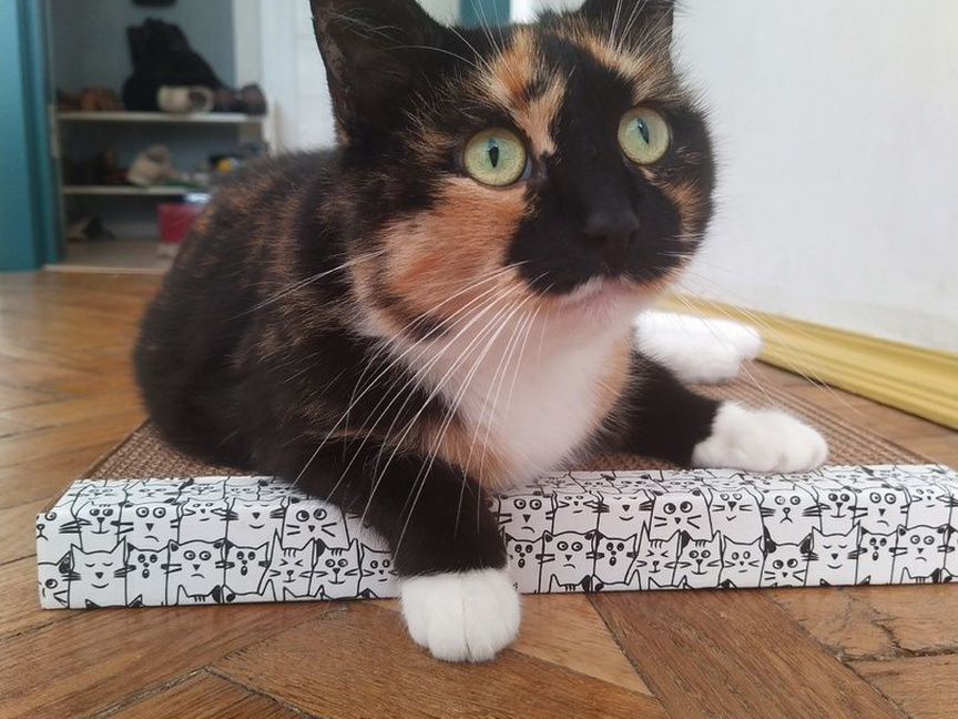 Муся ищет дом