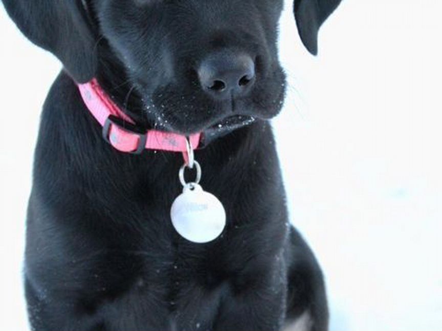 Щенки лабрадора