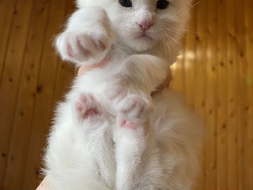 Мейн-кун Санек