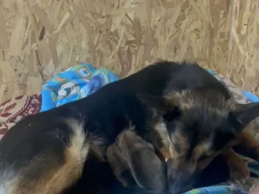 Щенки овчарки в добрые руки, бесплатно