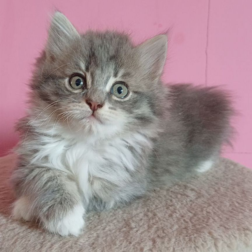 Котята в добрые руки приучены к лотку,бесплатно