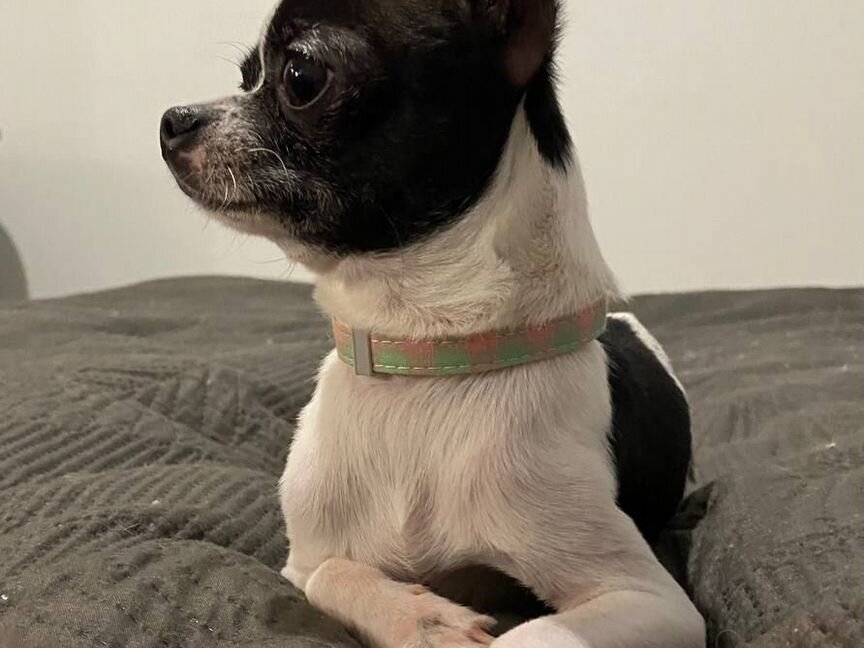 Вязка кобель чихуахуа мини