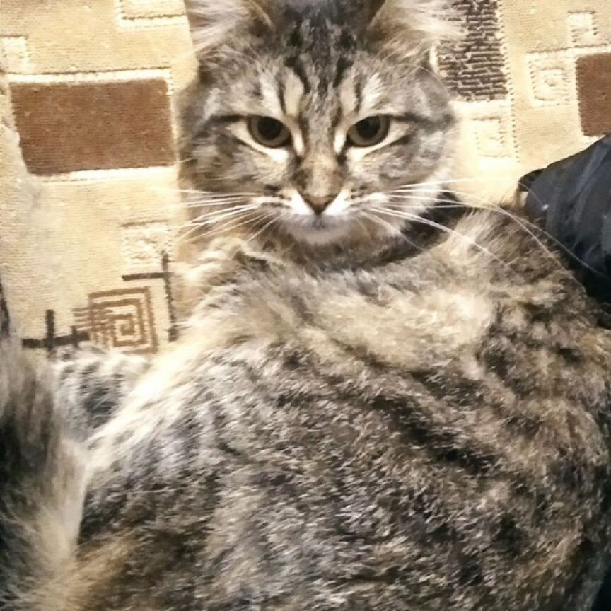 Кошечка в добрые руки