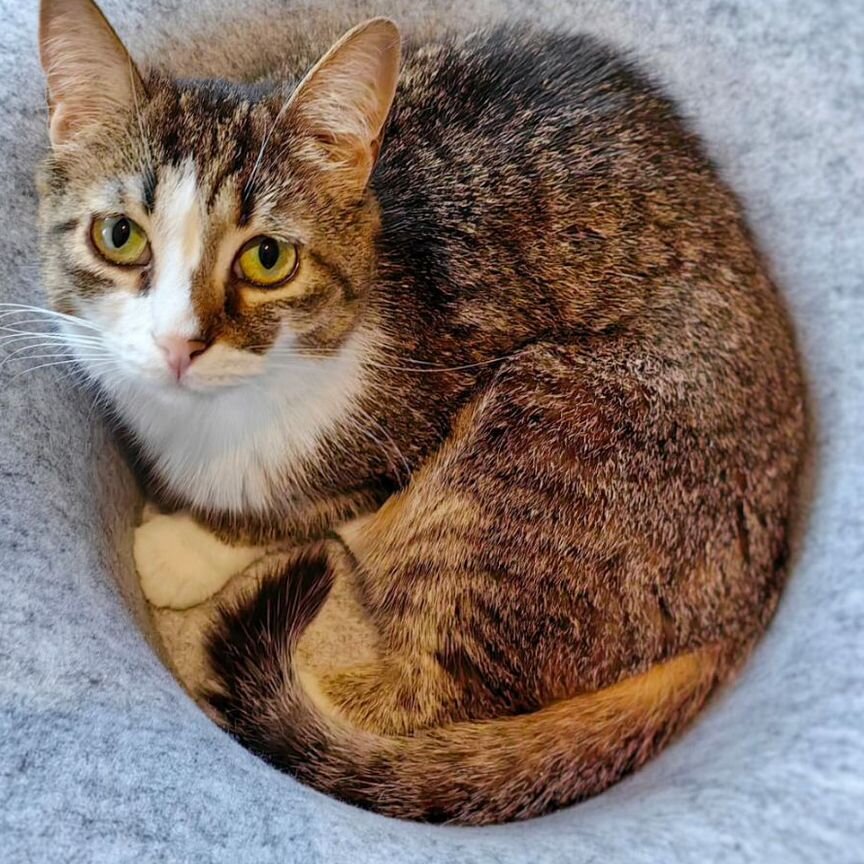 Кошка спасенная с завода