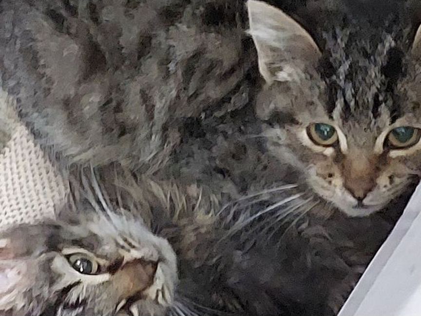 Котята крысоловы в добрые руки