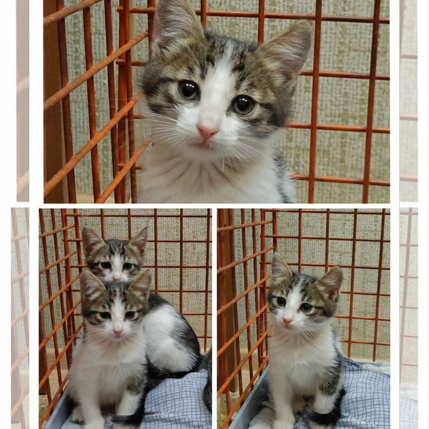 Котята мальчики девочки в добрые руки бесплатно