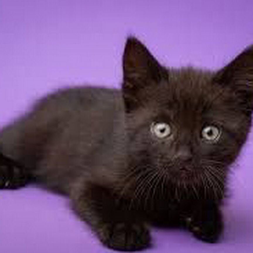 Роскошная кош