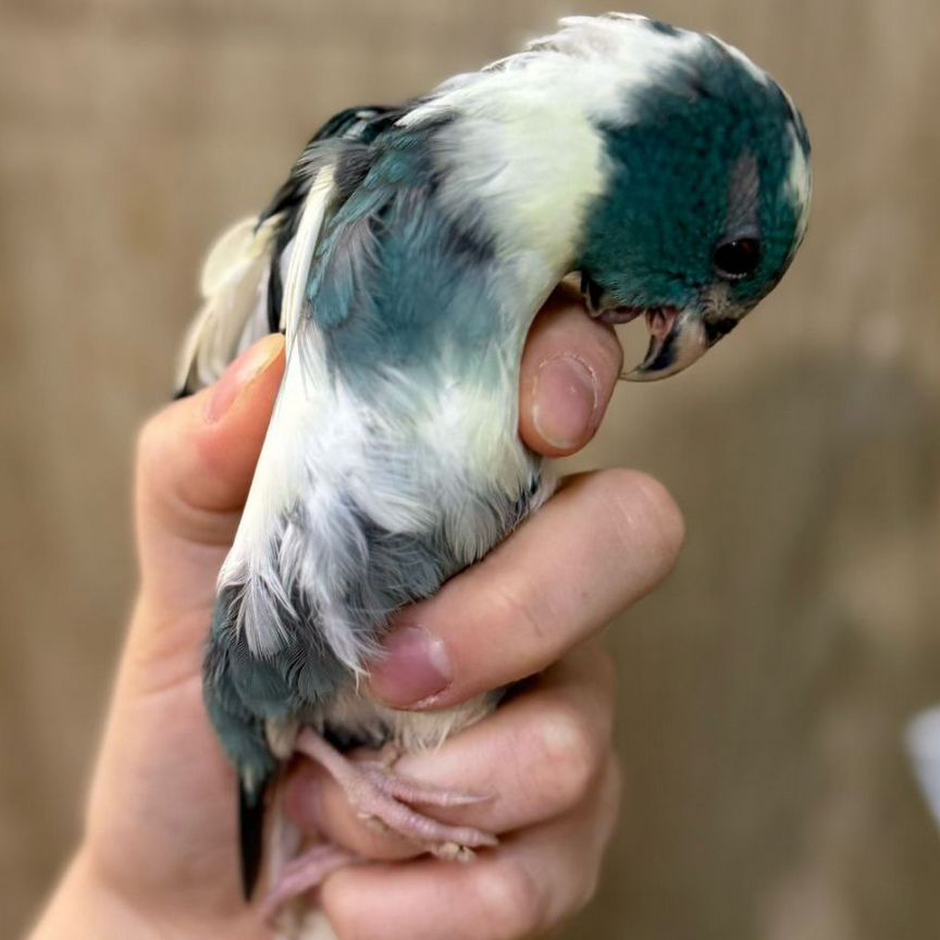 Попугай какарик птенцы 2,5-3 мес
