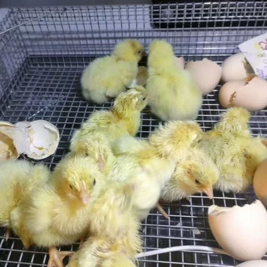 Цыплята бройлеры кобб 500