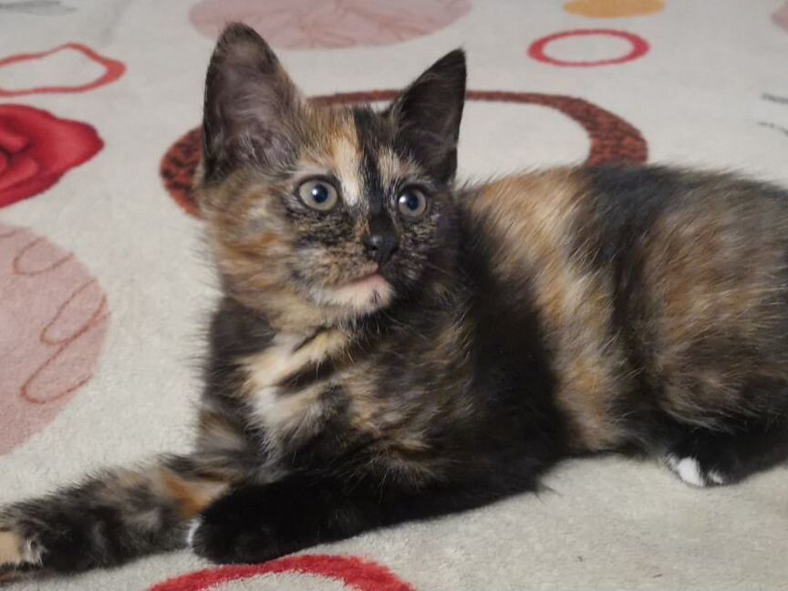 Кошка