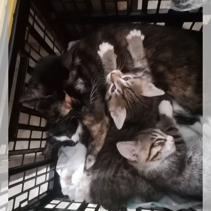 Котёнок в добрые руки