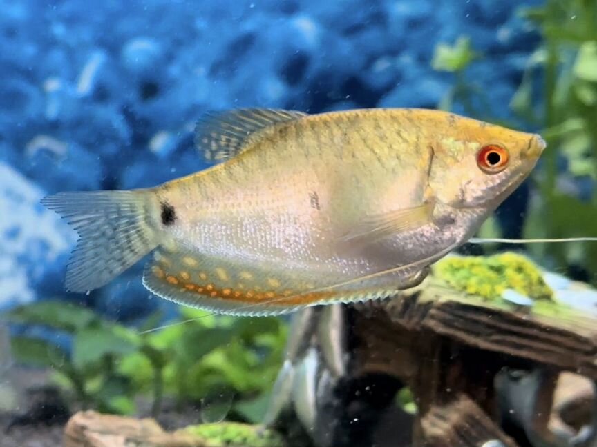 Гурами золотой (за киндер)
