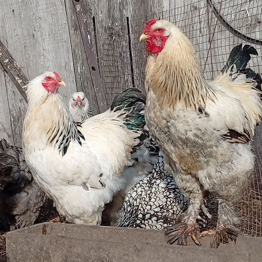 Петухи Брама