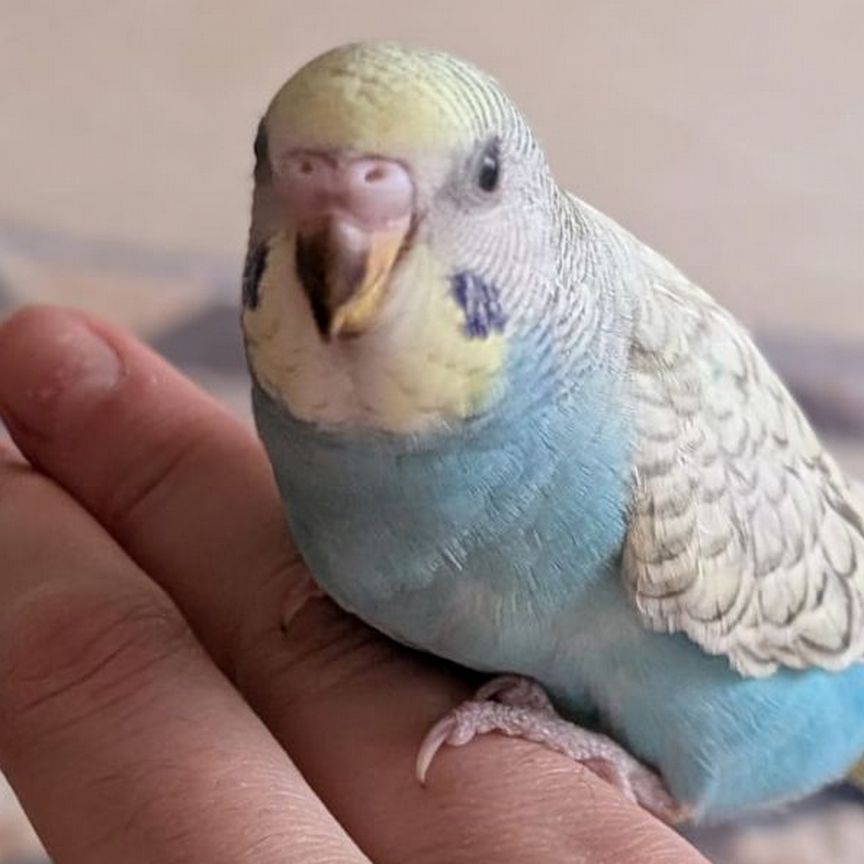 Волнистый Попугай Домашние птенчики