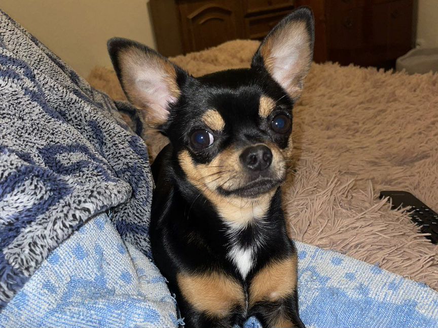 Чихуахуа вязка