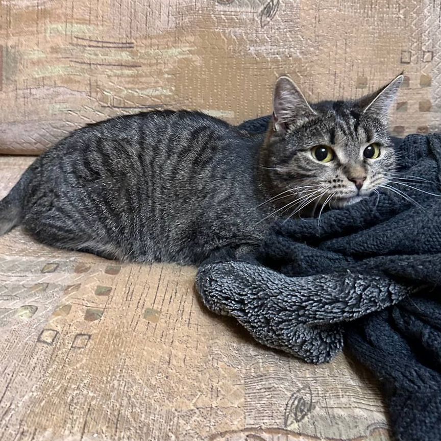 Взрослая, Девочка кошка в добрые руки