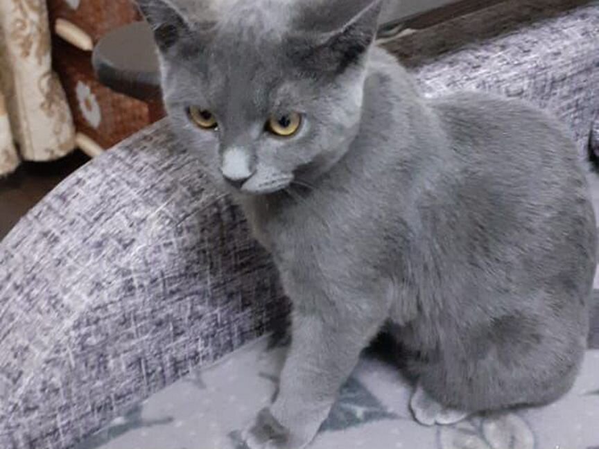 Котёнок Смокки, голубой окрас