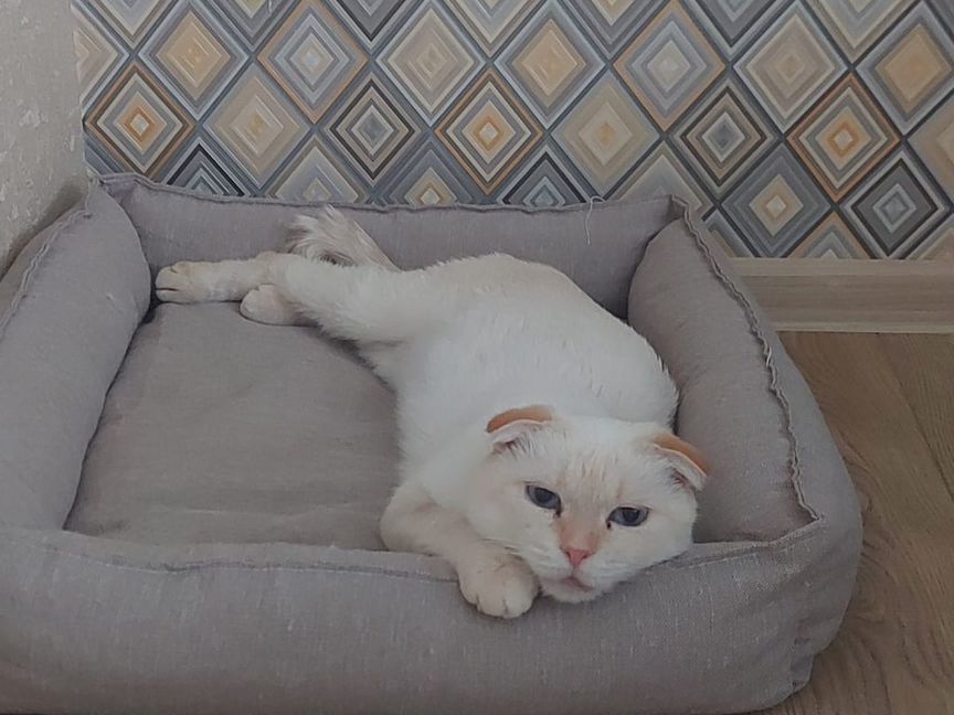 Кошка ищет дом