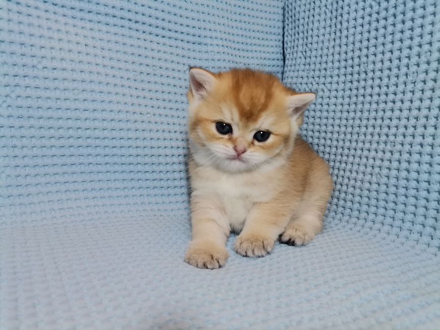 Британская золотая