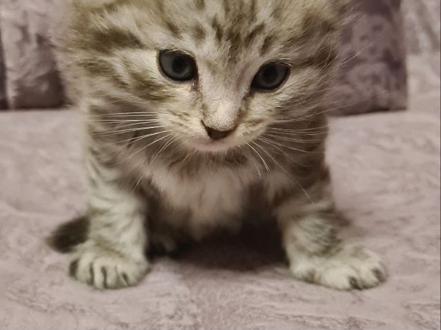 Котенок