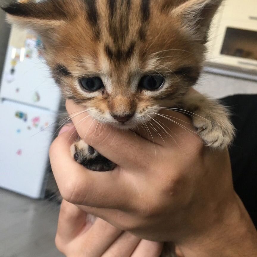 Отдам в добрые руки