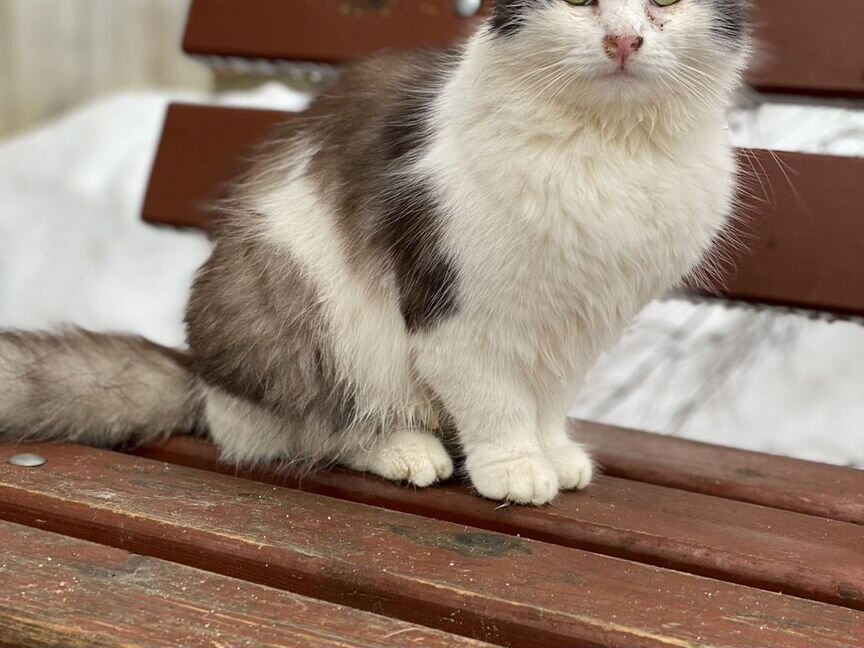 Кошка на улице