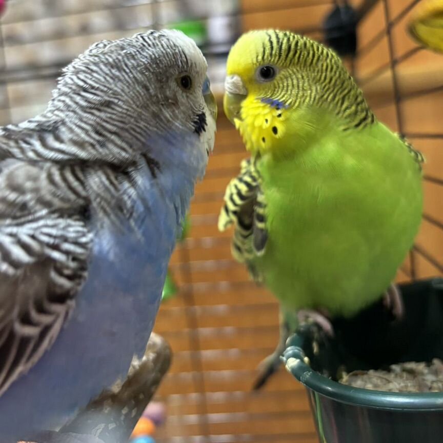 Волнистые попугаи