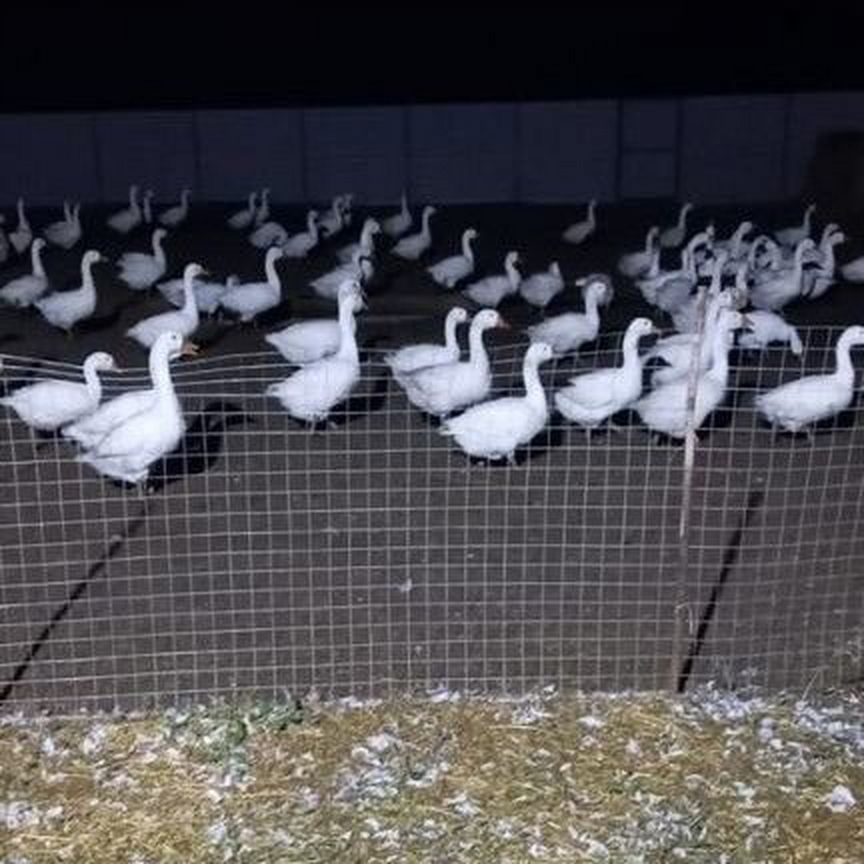 Гуси Линда молодые