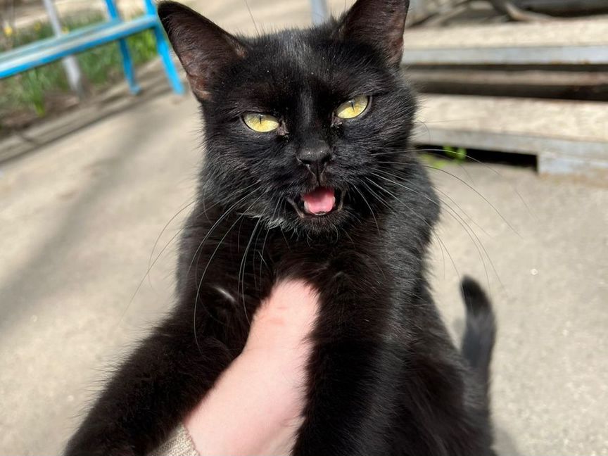 Кошечка ищет маму
