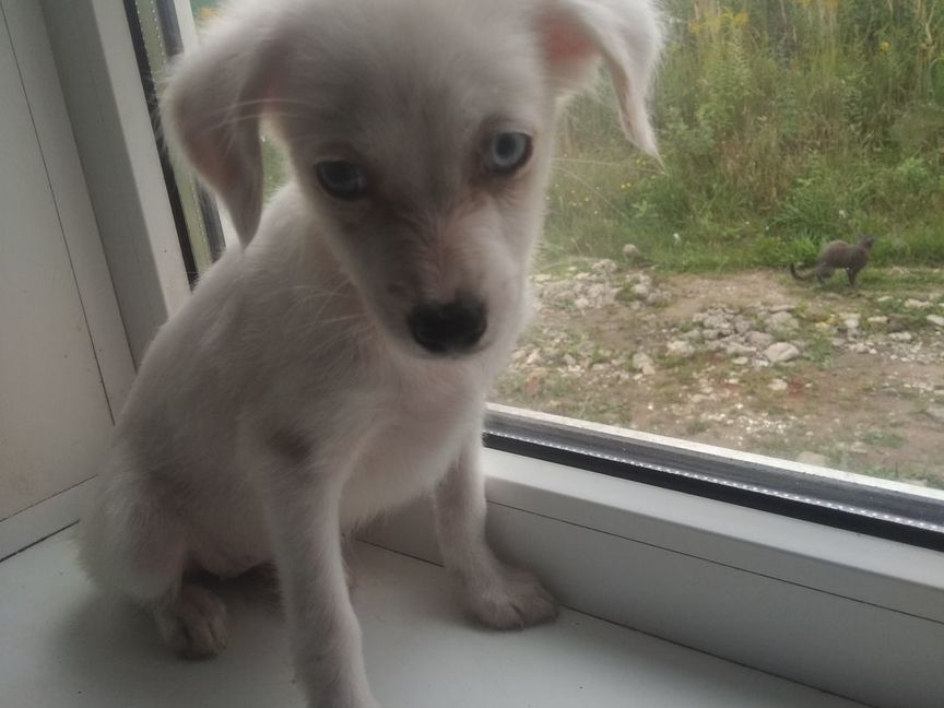 Китайская хохлатая