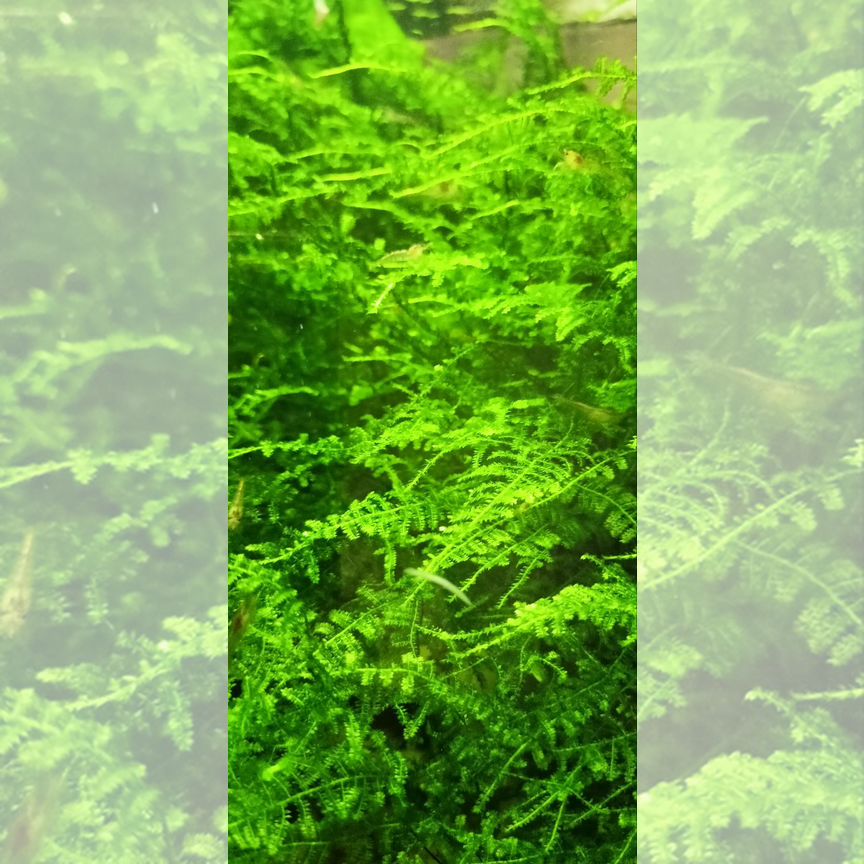 Аквариумные растения