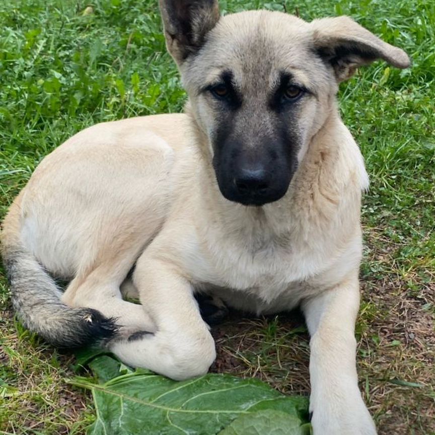 Помогите, пожалуйста, пристроить щенка