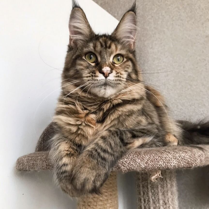 Невероятная тигрица