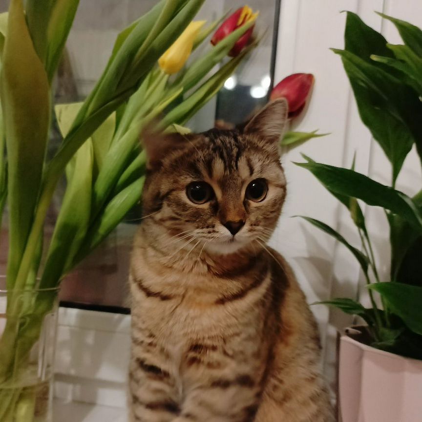 Кошечка
