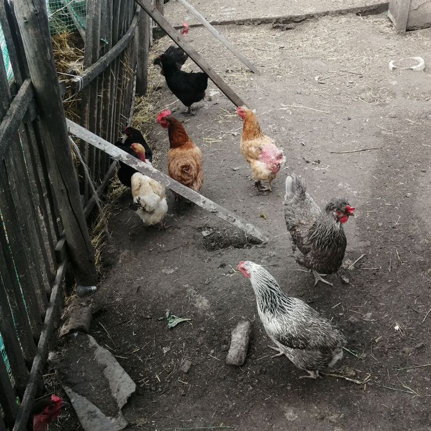 Куры