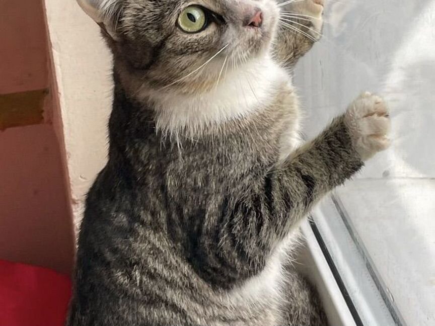 Меня обижаю в приюте