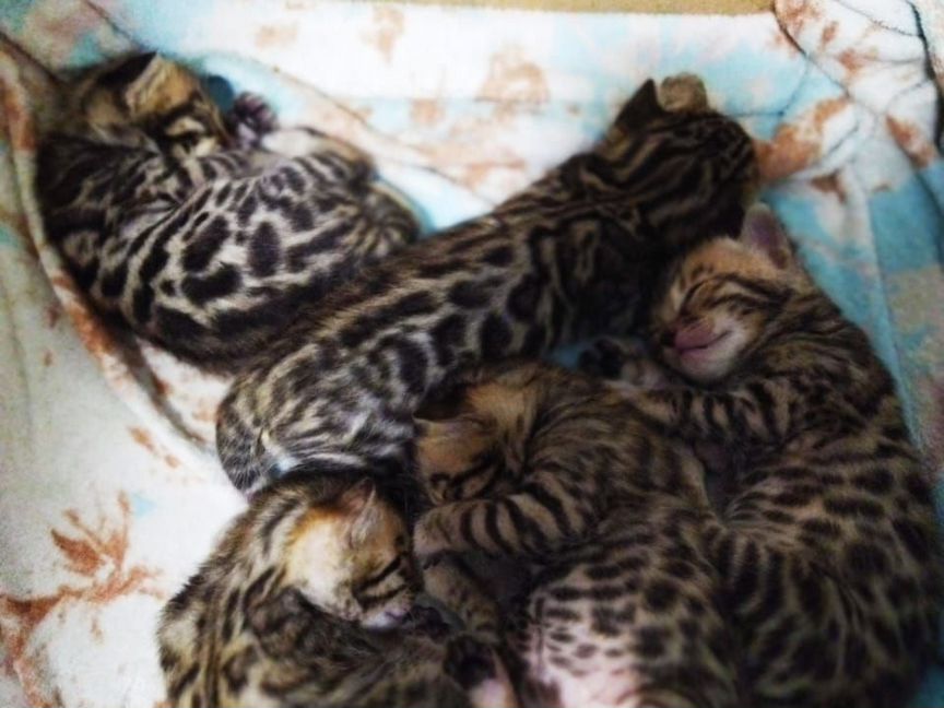 Бенгальские котята