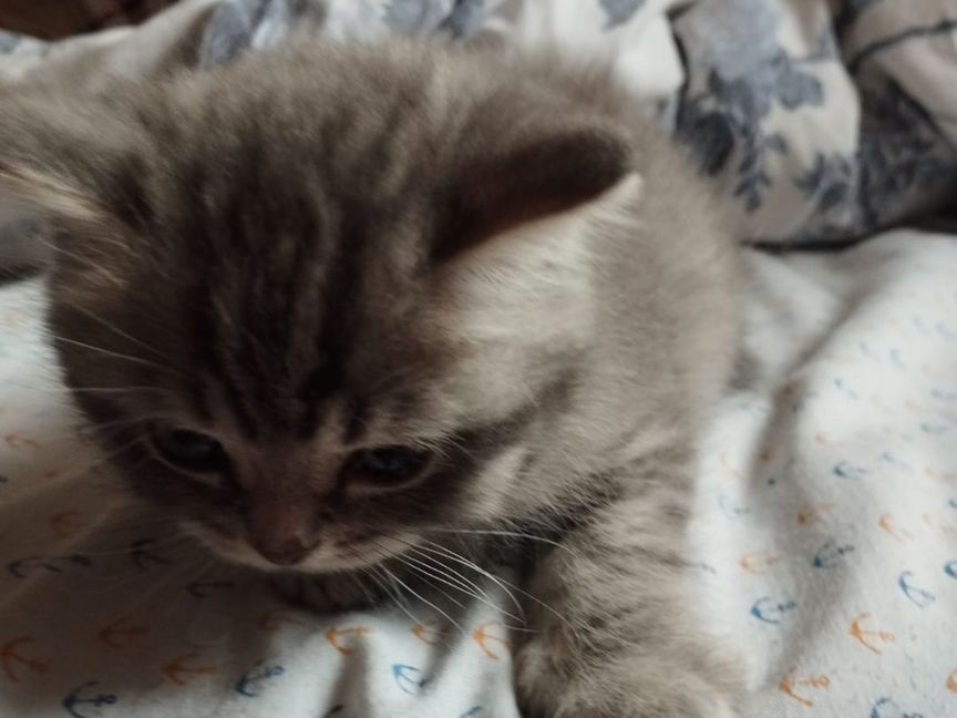 Котята шотландки