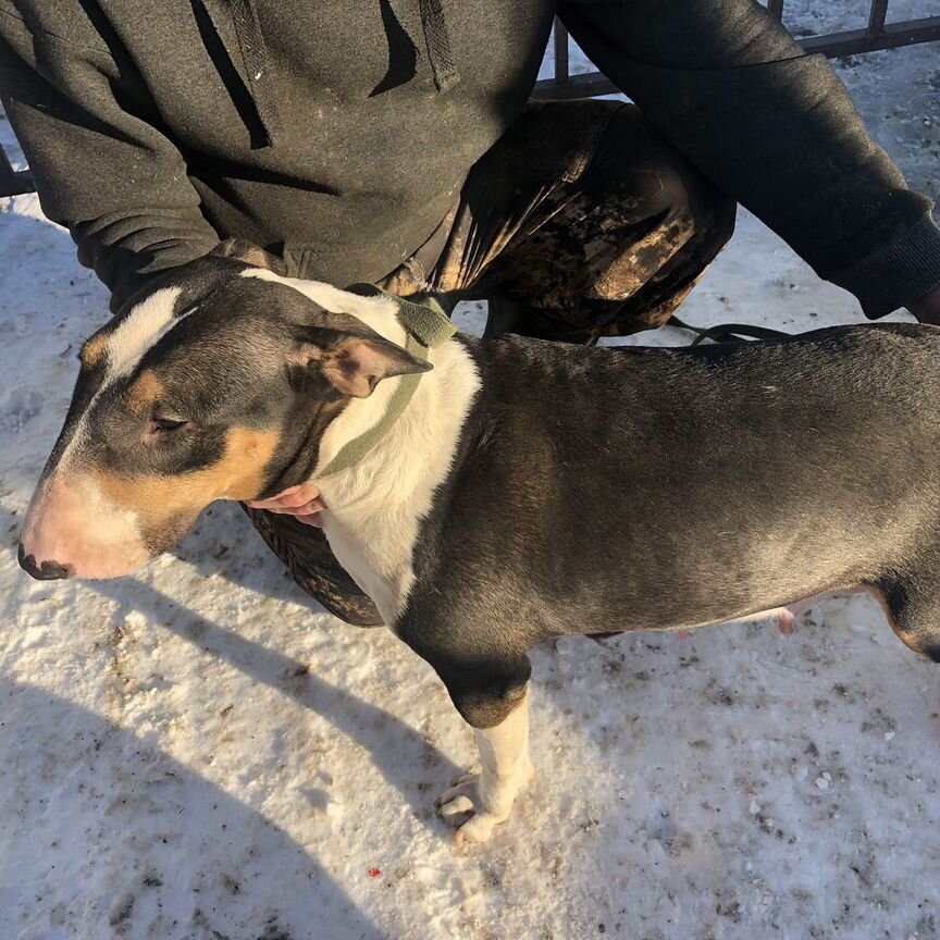 Отдам в добрые руки бультерьера