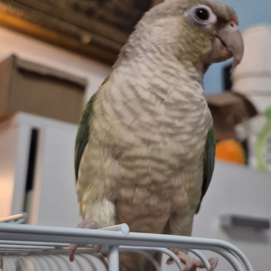 Попугай пиррура ручной