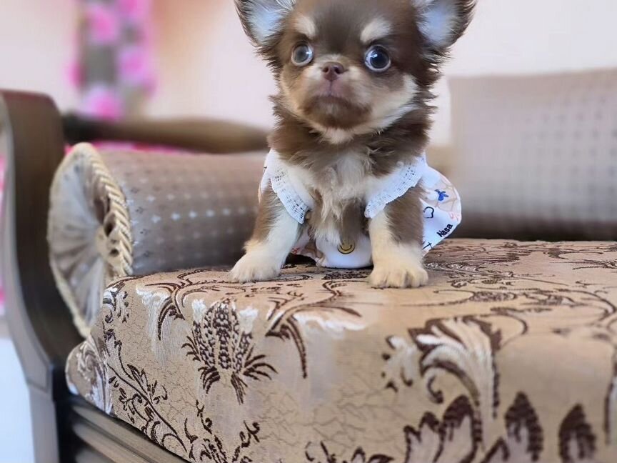 Девочка чихуахуа, маленькая куколка