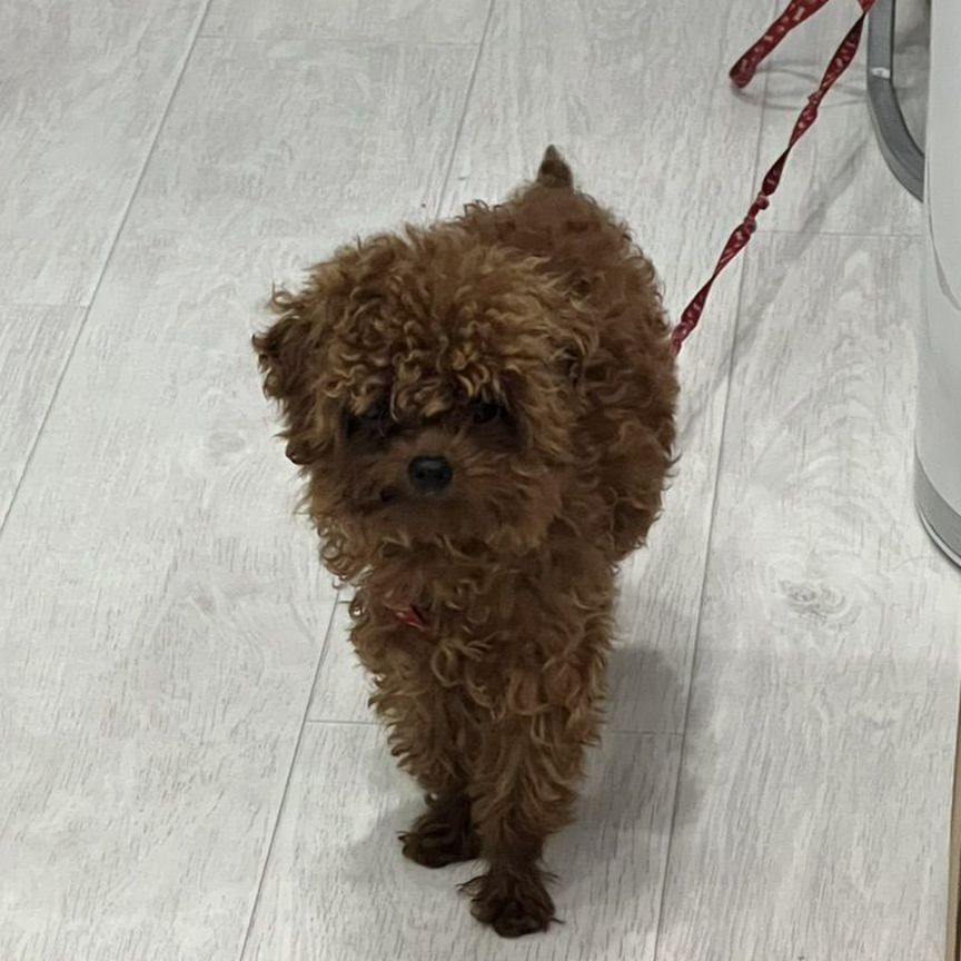 Микро тедди тикап пудель