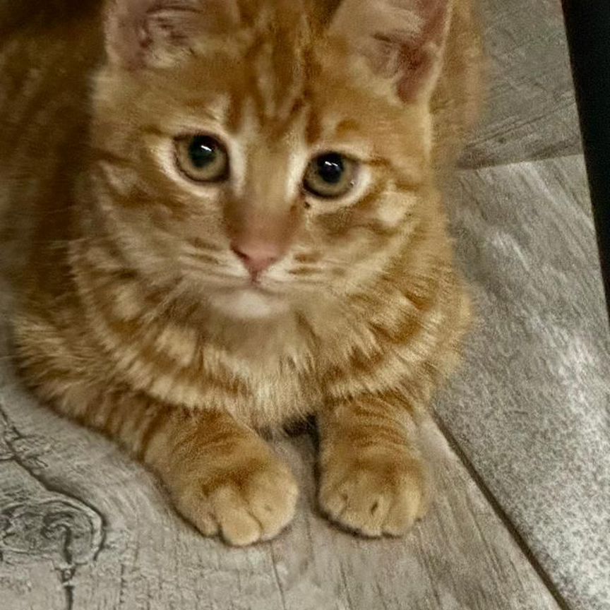 Шикарный мальчик