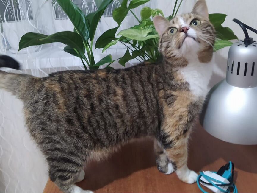 Кошки в добрые руки