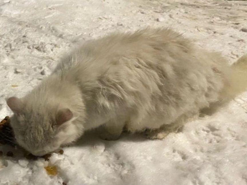 Кошки