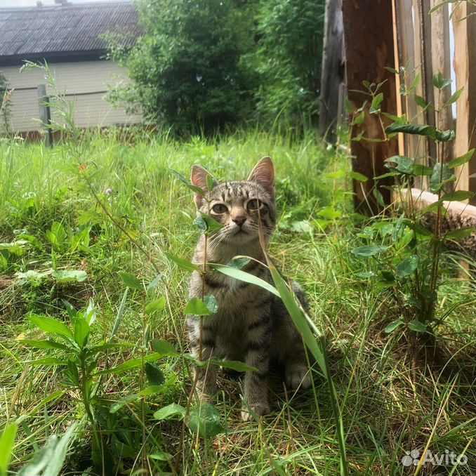 Котенок Тайра 2,5 мес