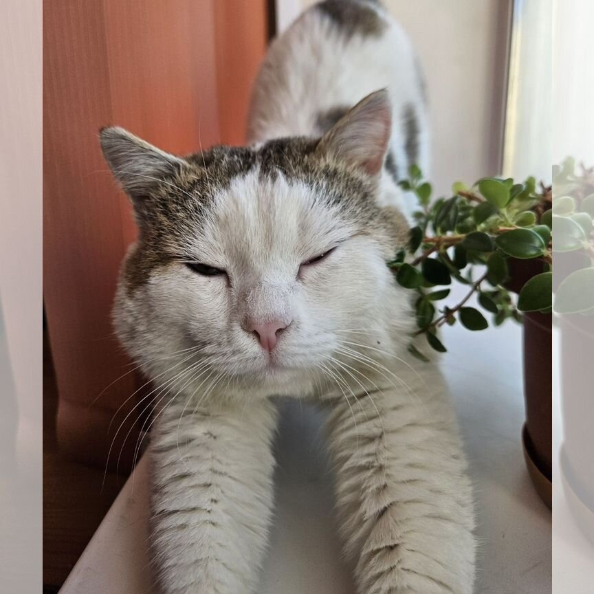 Взрослый кот в добрые руки