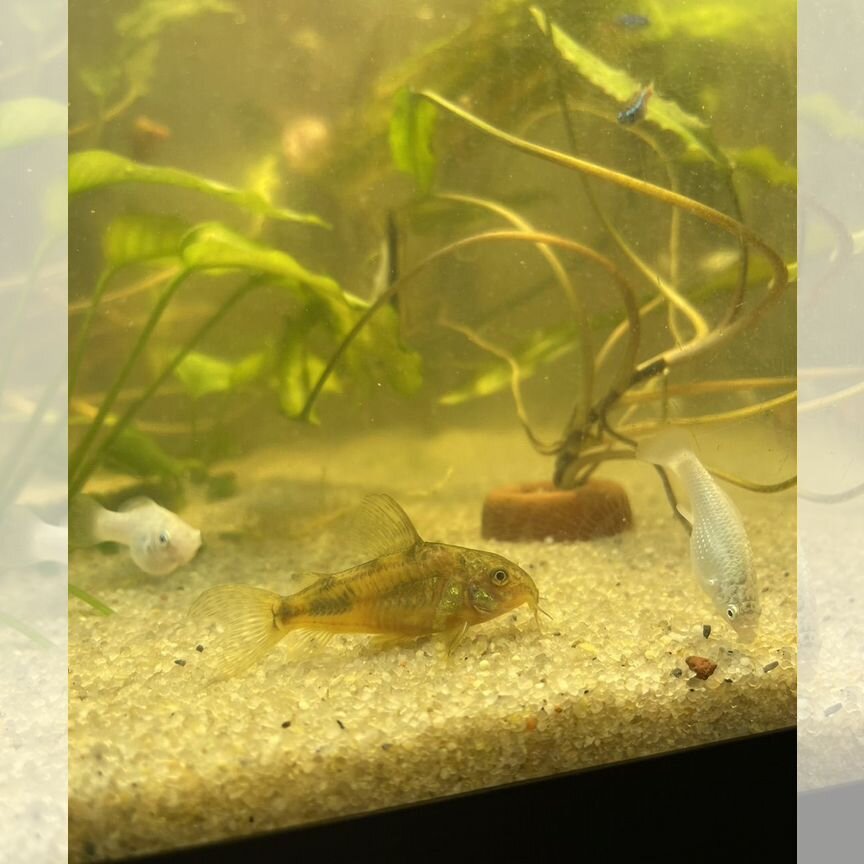 Сомики коридорасы