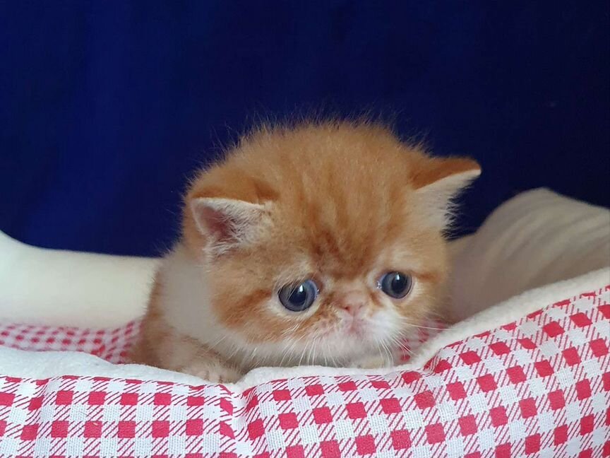 Экзотический Милаш